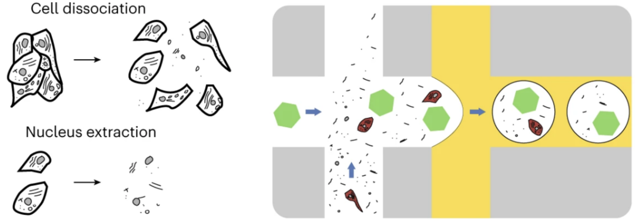 (left) Cellular dissociation and generation of cell suspension prior to ...