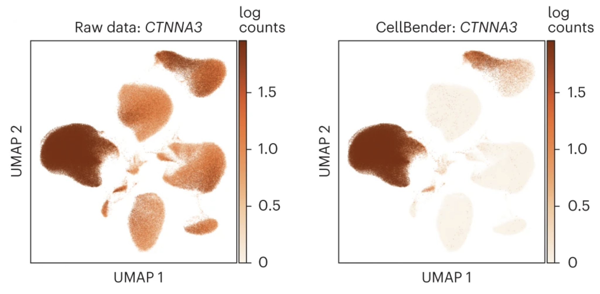 UMAP plots show counts of CTNNA3, a protein-coding gene involved in ...