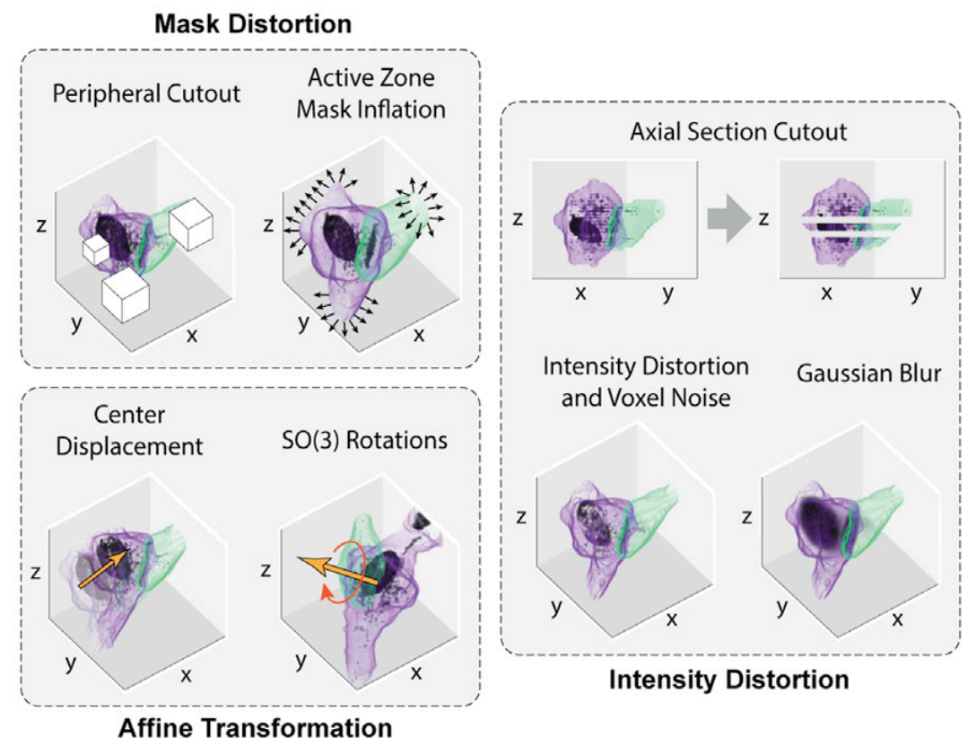 We use a 3D-ResNet18 CNN as the base representation learning model (“backbone”) and train it ...
