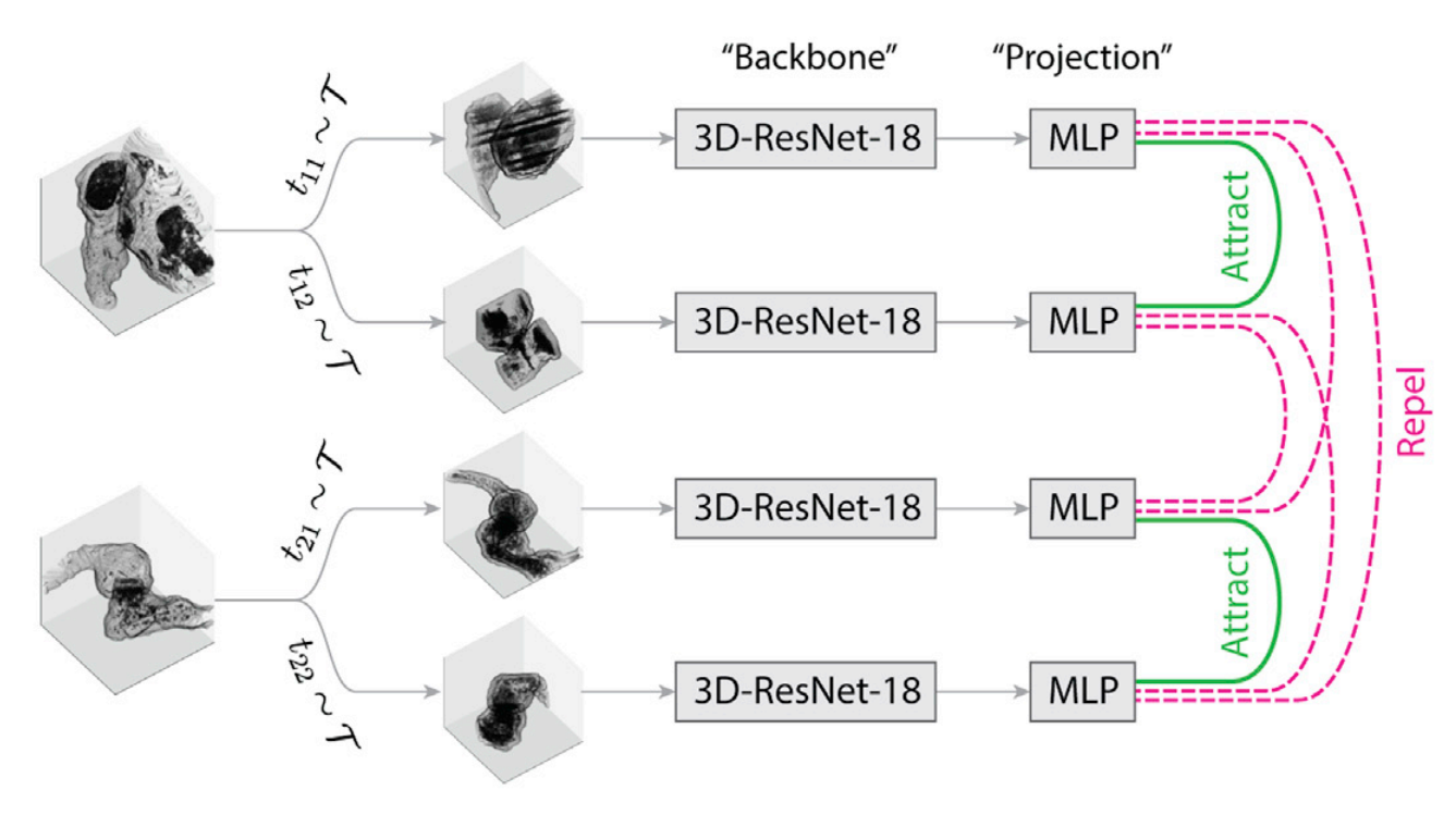 What biological problems SynapseCLR solve?