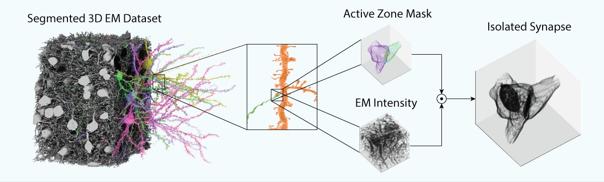 How does SynapseCLR work?